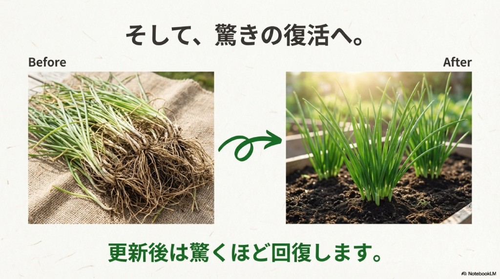 ニラが育たない原因と対策｜細い・弱る・何年目で更新？失敗しやすいポイントを徹底解説【家庭菜園】 - 家庭菜園ガイド｜初心者向け育て方図鑑
